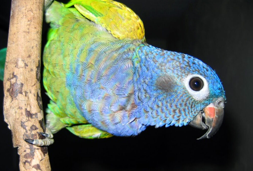 La ruidosa casanga canalera - El Faro | Canal de Panamá