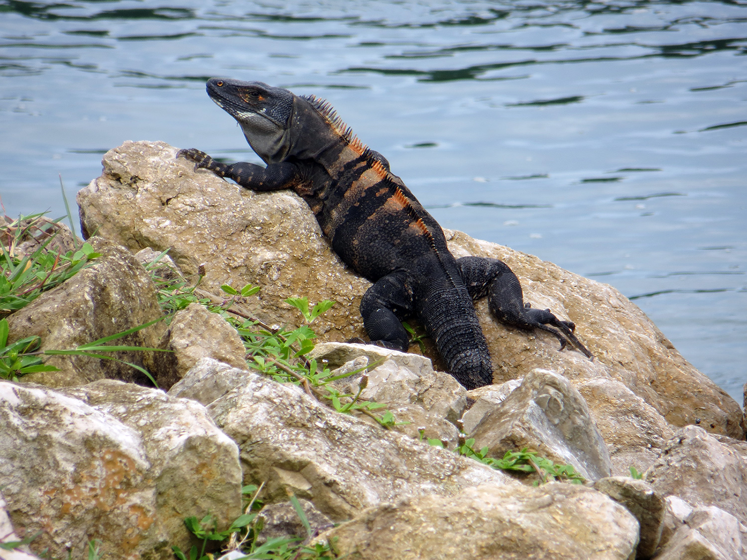 Reptiles, la variedad canalera - El Faro | Canal de Panamá