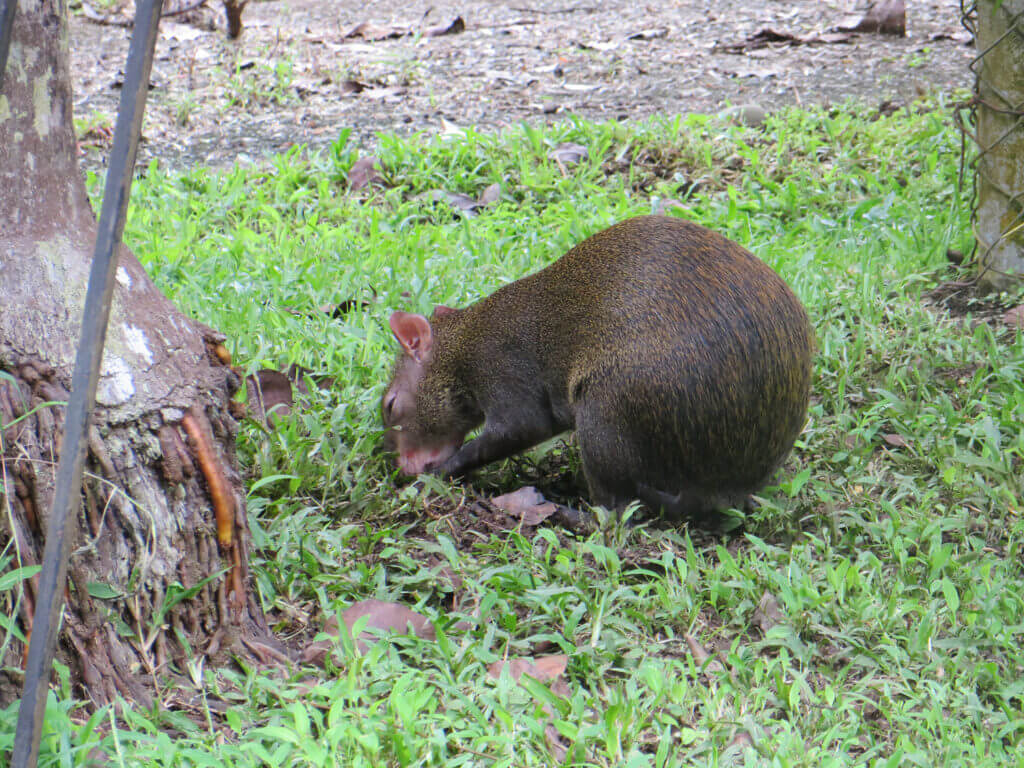 El Ñeque: “Ingeniero Forestal” de la cuenca del Canal - El Faro | Canal ...