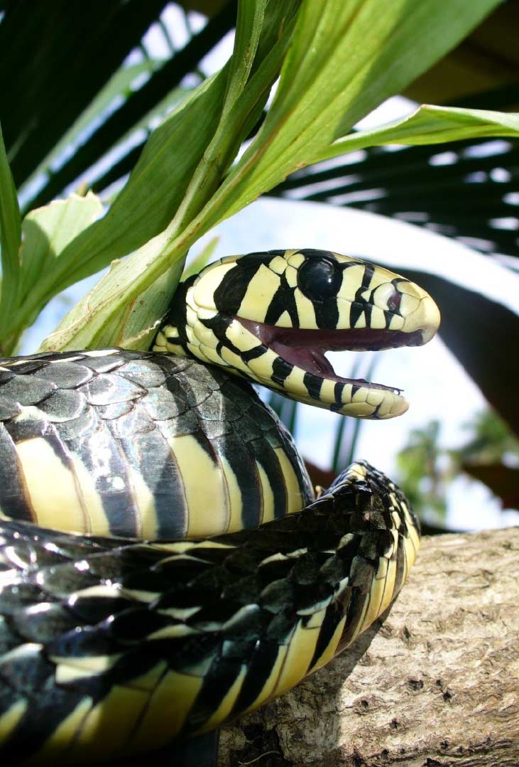 The Tiger Snake, predatory, swift and voracious - El Faro | Canal de Panamá
