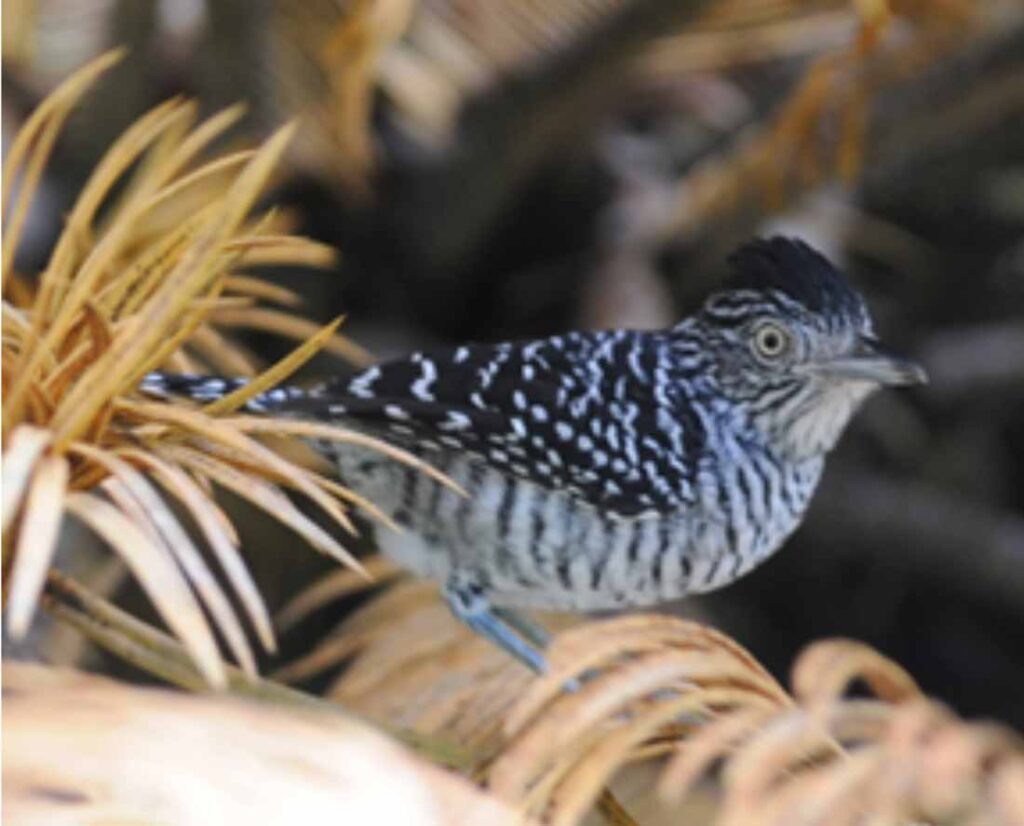 El batará barreteado, un pajarito cantor
