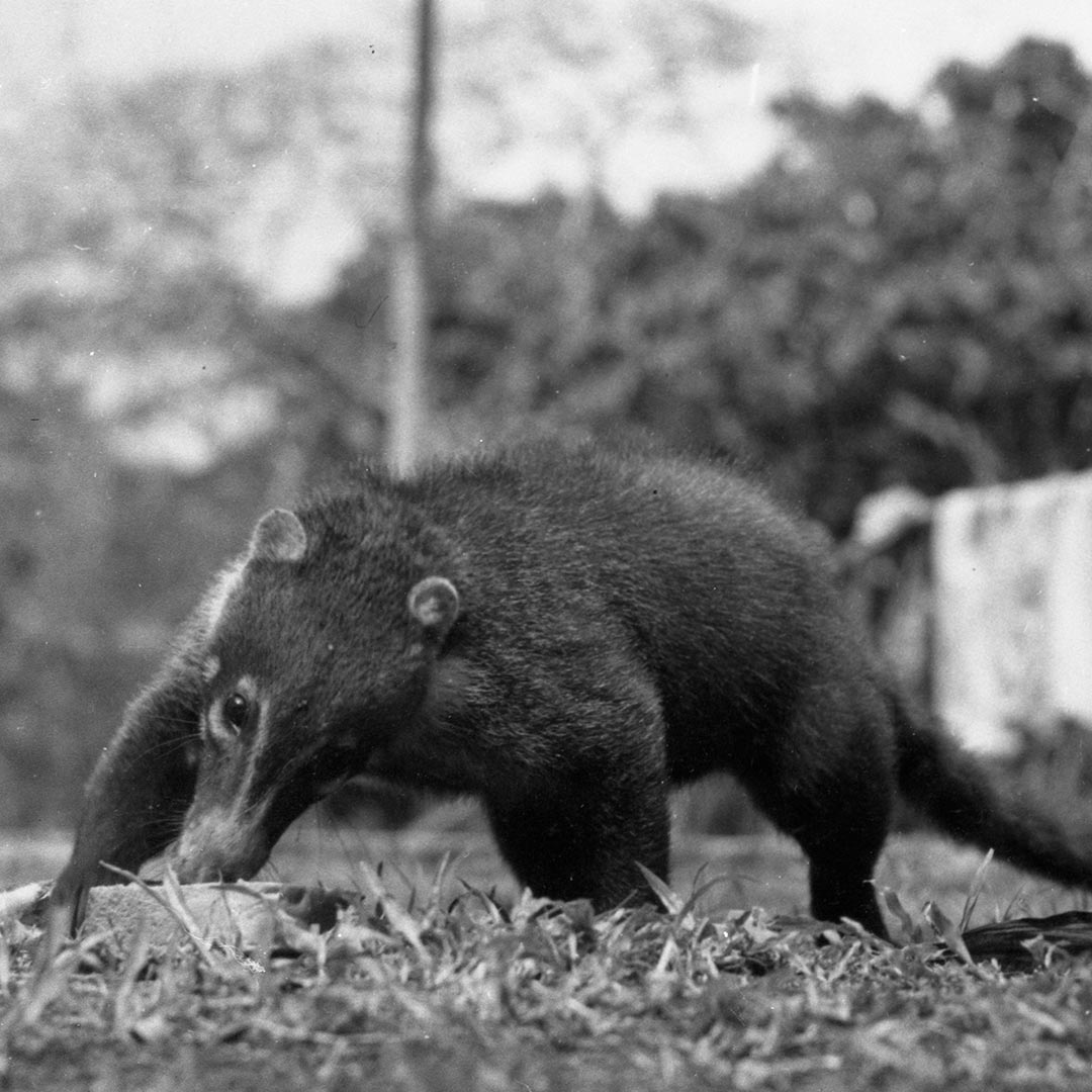 Barro Colorado: Artificialmente Natural - El Faro | Canal de Panamá