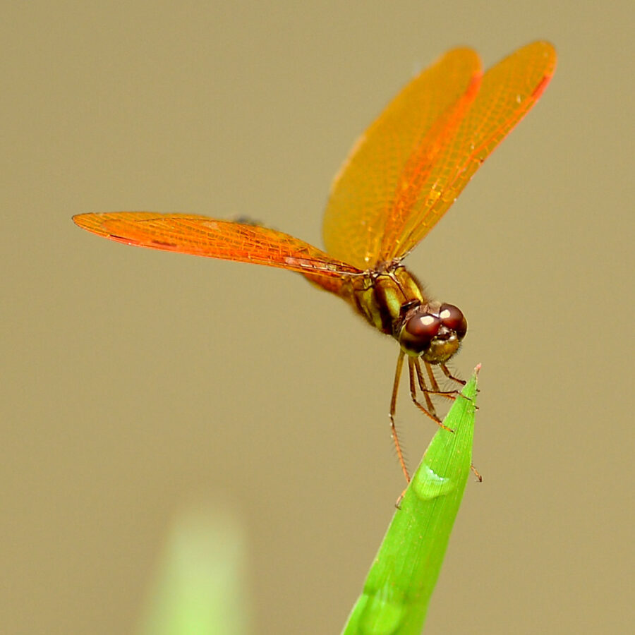 Libélulas y Caballitos del Diablo: bioindicadores de calidad del agua - El Faro | Canal de Panamá