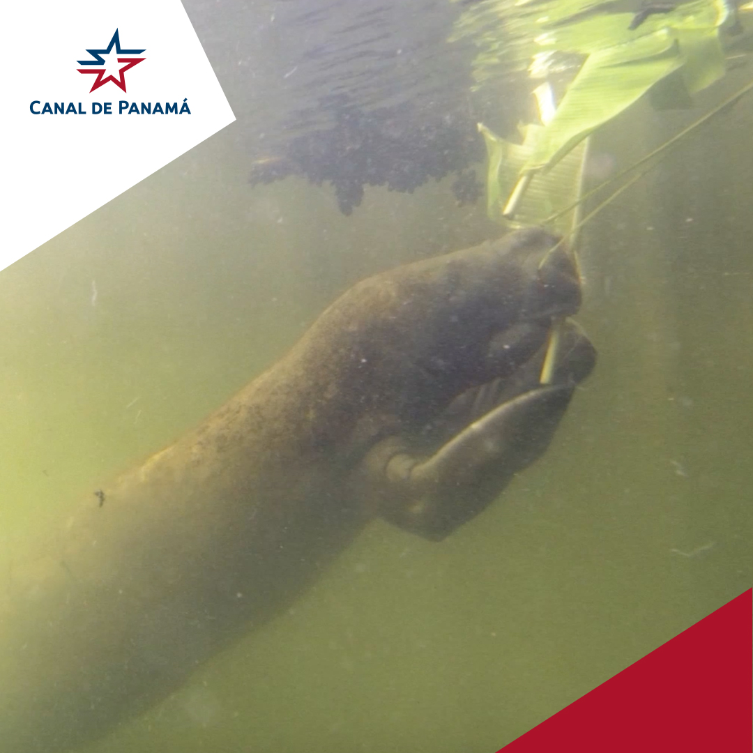 Maravilla en movimiento - El Faro | Canal de Panamá
