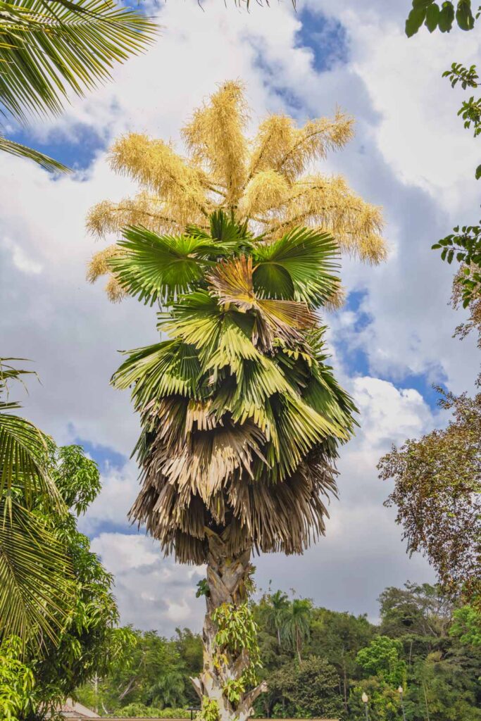 Talipot en flor - El Faro | Canal de Panamá