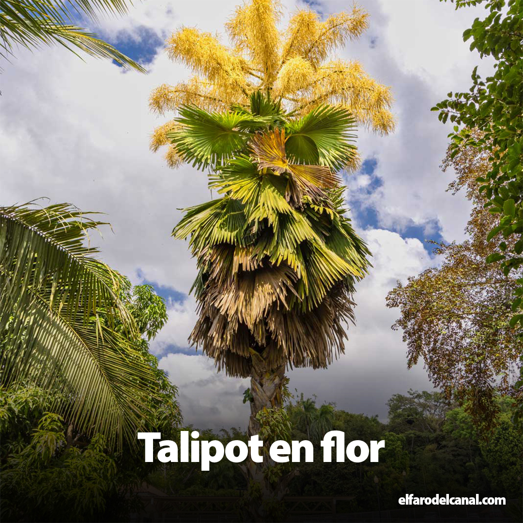 Talipot en flor - El Faro | Canal de Panamá