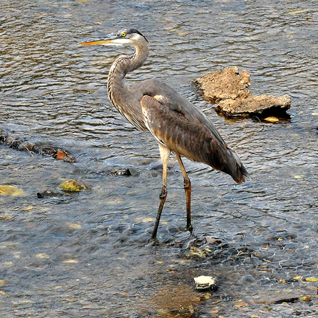 Avifauna de los humedales canaleros - El Faro | Canal de Panamá