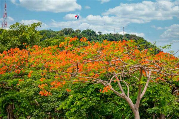 La elegancia del flamboyán en el Canal - El Faro | Canal de Panamá